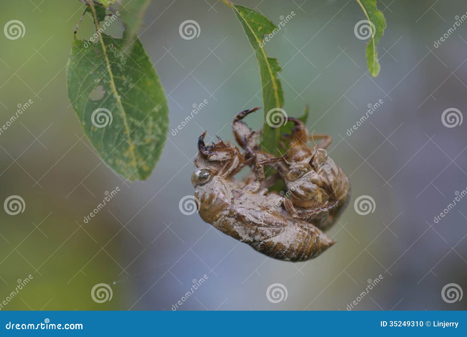 Cicada Moulting stock photo. Image of closeup, natural - 35249310