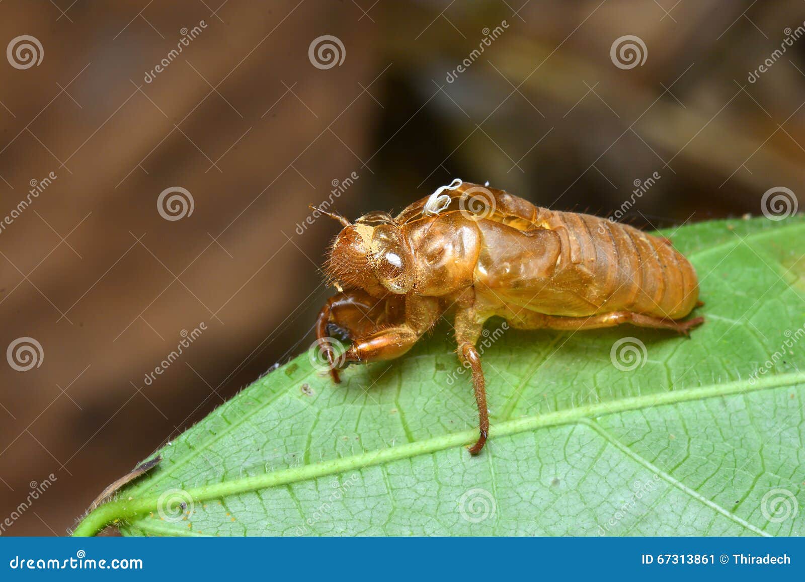 Cicada moulting stock image. Image of animal, larvae - 67313861