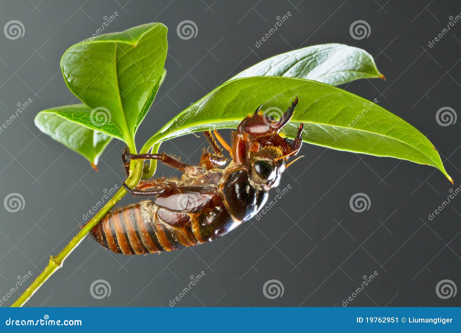 Cicada Nymph Shell Exuvum. Periodical Cicada Emergence. Metamorphosis ...