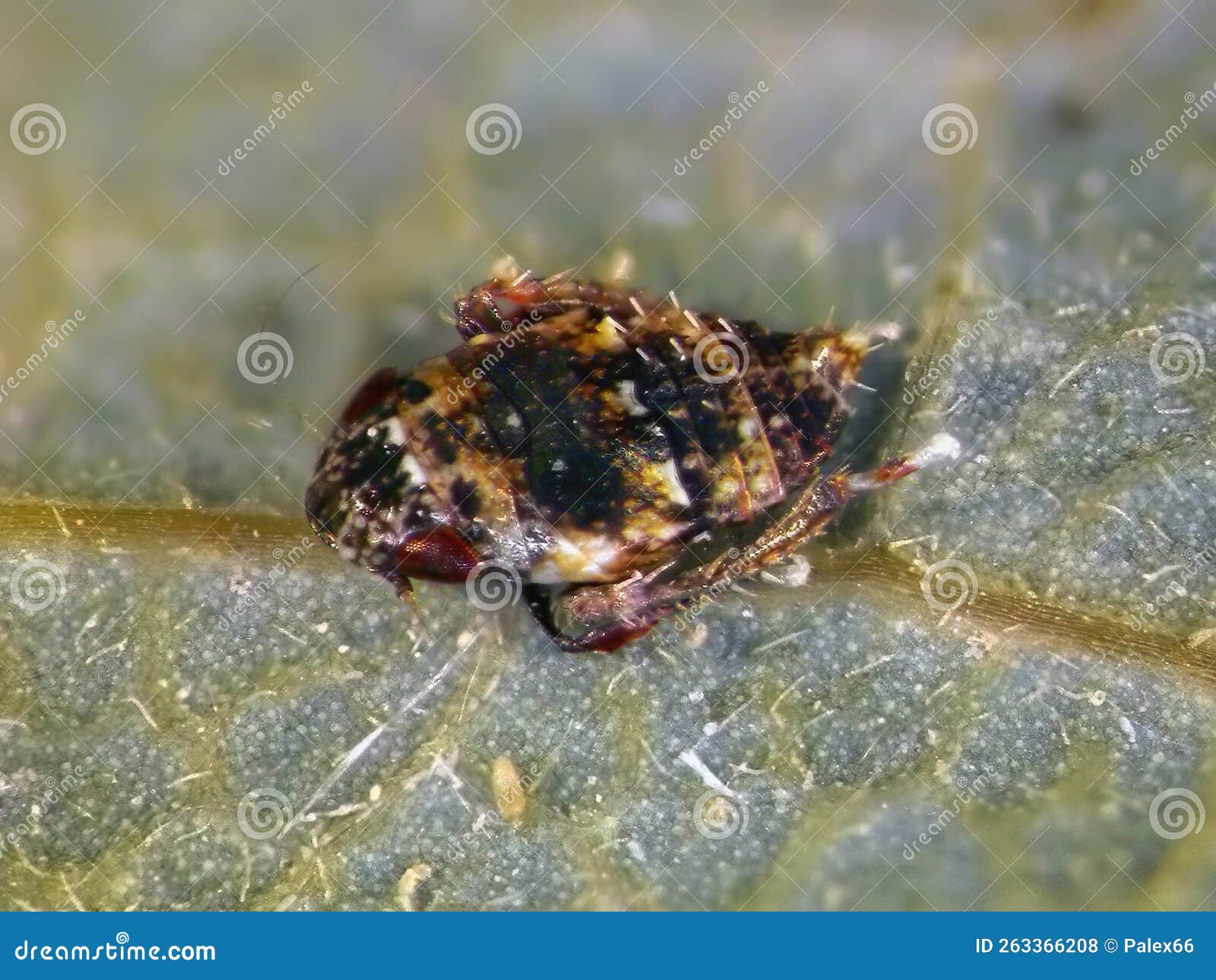 Cicada Nymph Shell Exuvum. Periodical Cicada Emergence. Metamorphosis ...