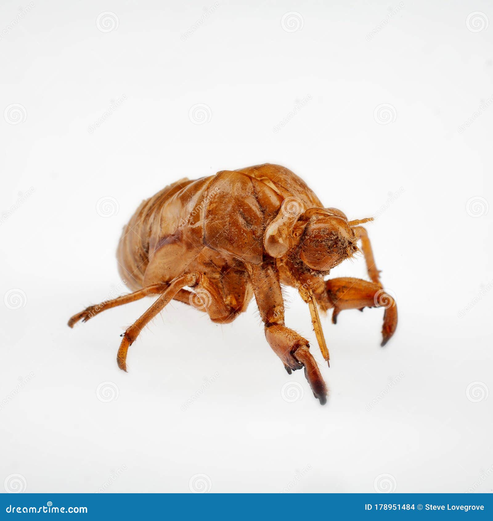 Cicada nymph shell stock photo. Image of closeup, macro - 178951484