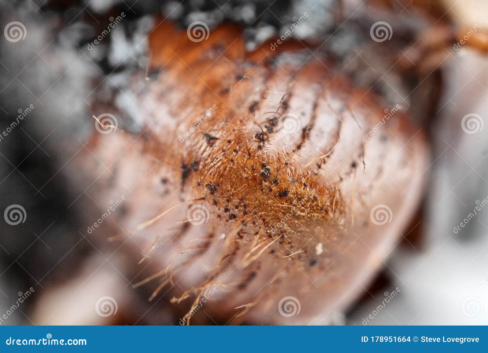 Cicada nymph shell stock photo. Image of macro, science - 178951664