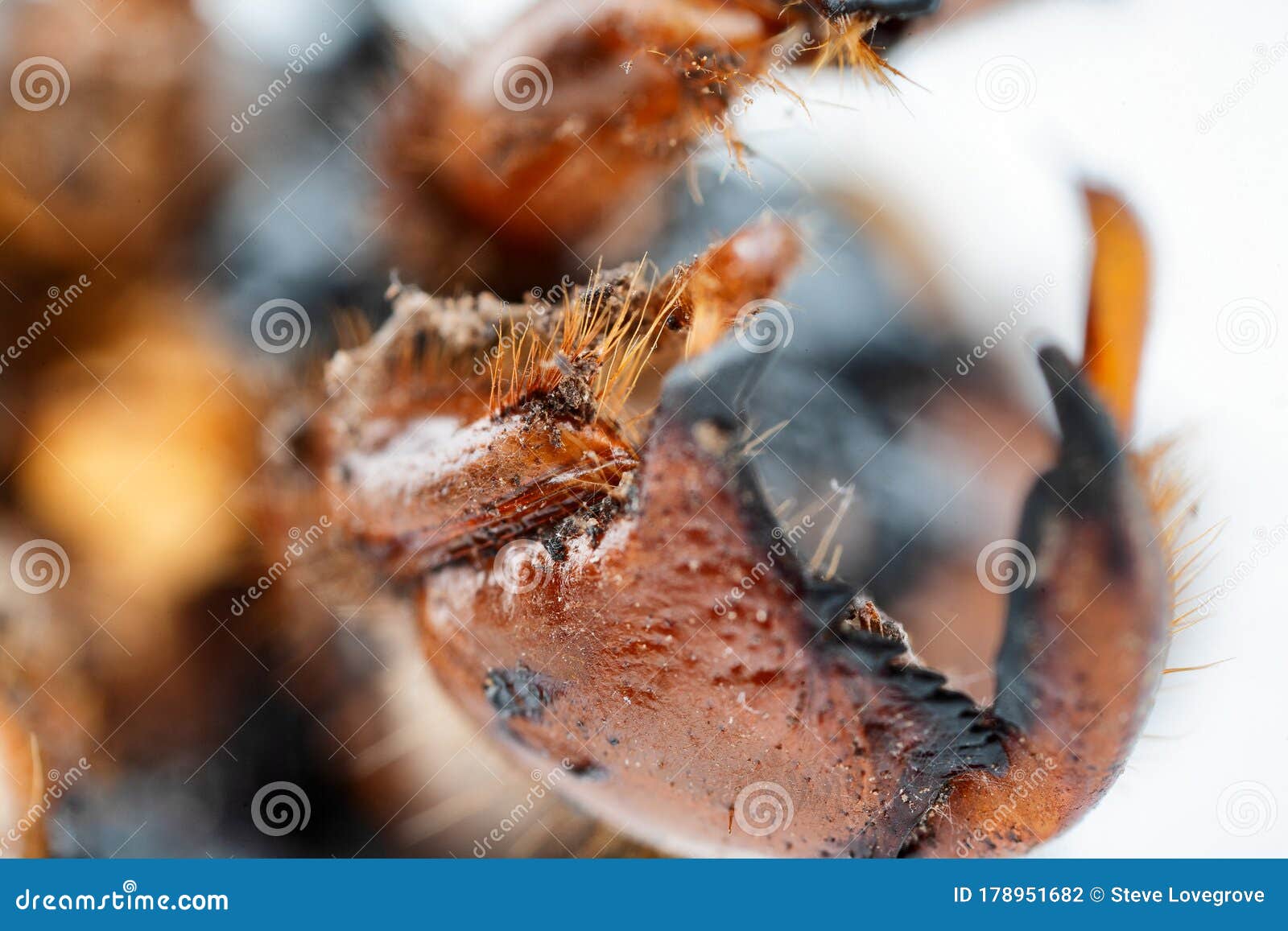 Cicada nymph shell stock photo. Image of nature, scientific - 178951682