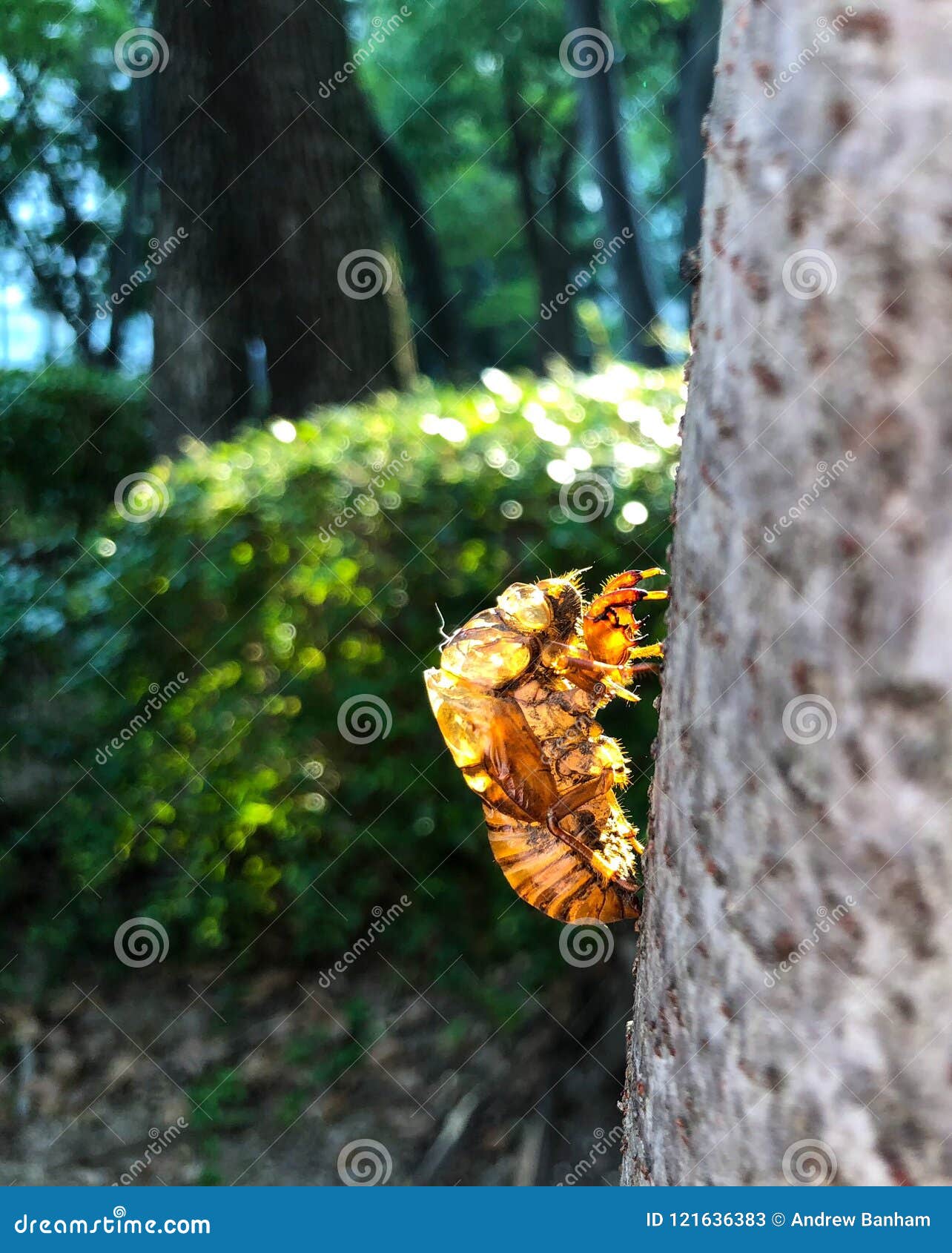 Cicada Nymph Shell Exuvum. Periodical Cicada Emergence. Metamorphosis ...