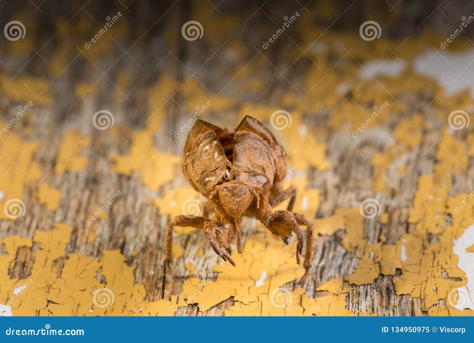 Cicada Nymph Shell Insect Bug Stock Image - Image of molt, change ...