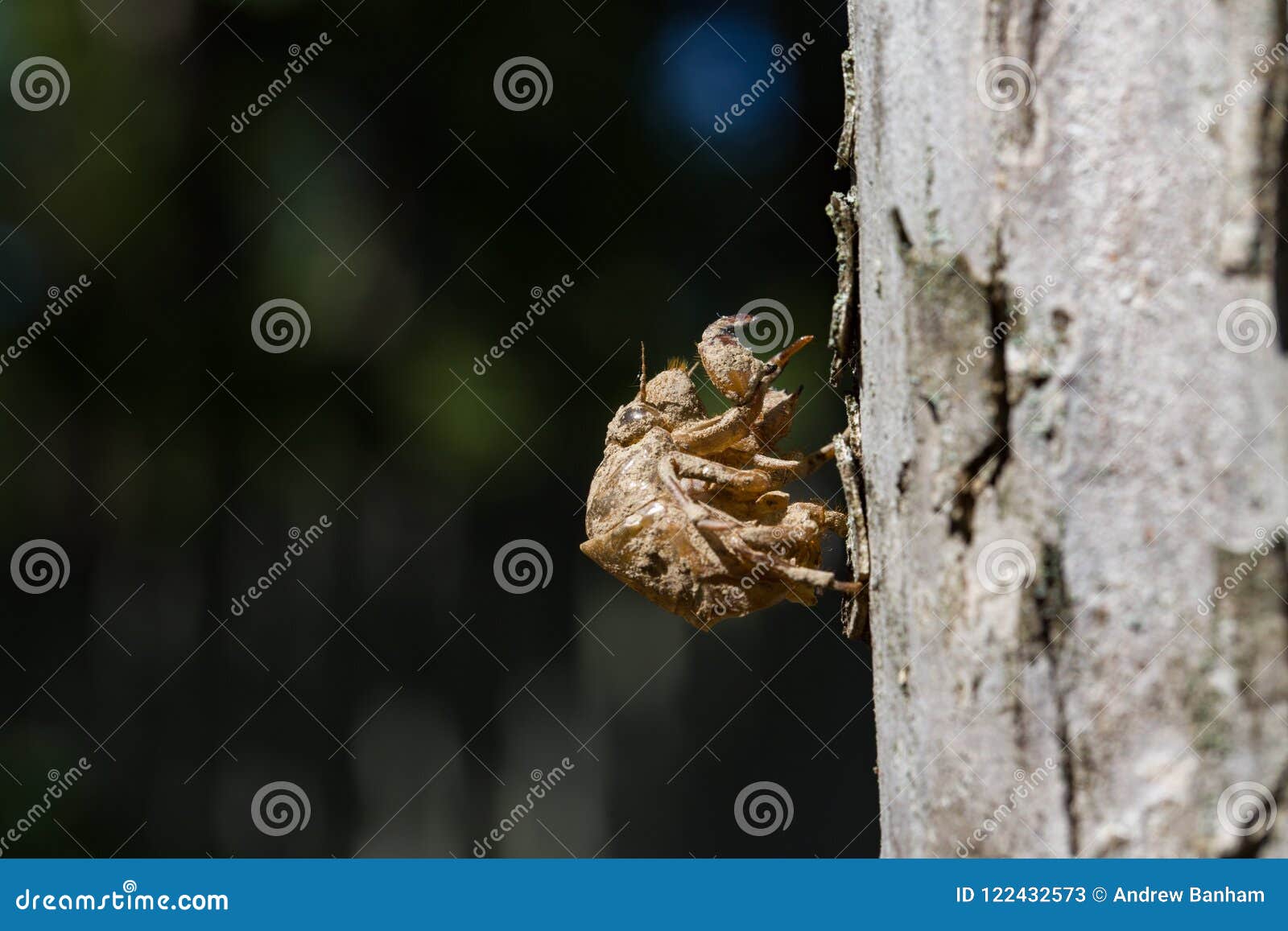 Cicada Nymph Shell Exuvum. Periodical Cicada Emergence. Metamorphosis ...
