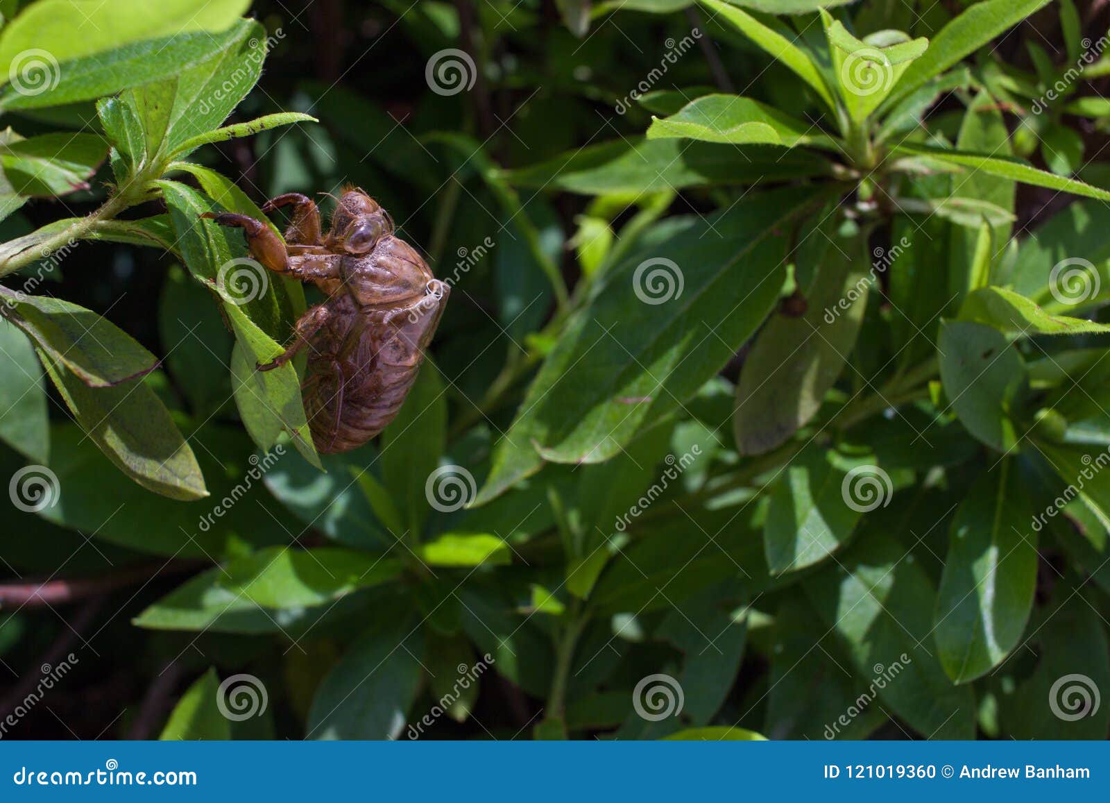 Cicada Nymph Shell Exuvum. Periodical Cicada Emergence. Metamorphosis ...
