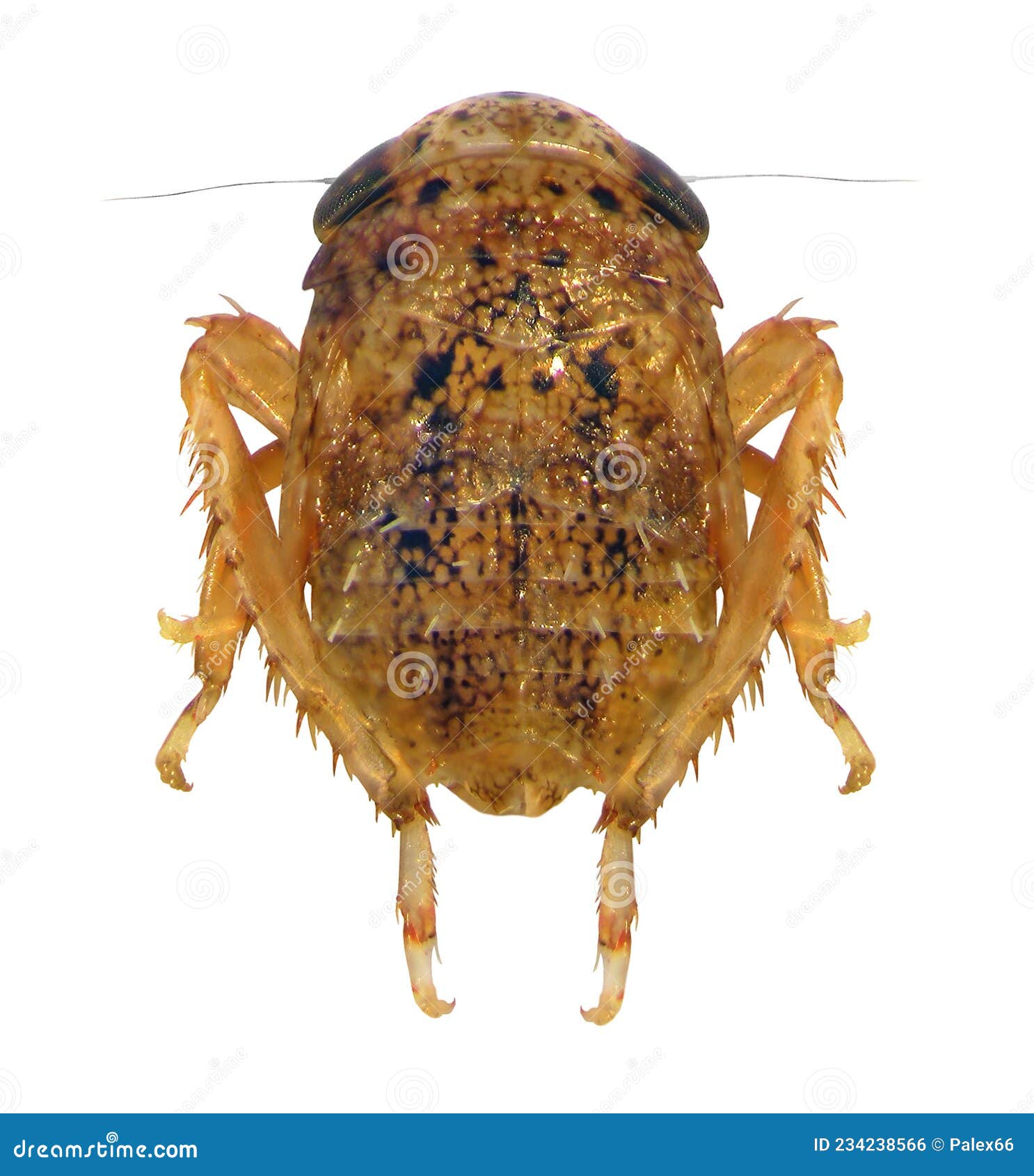 Cicada Nymph Shell Exuvum. Periodical Cicada Emergence. Metamorphosis ...