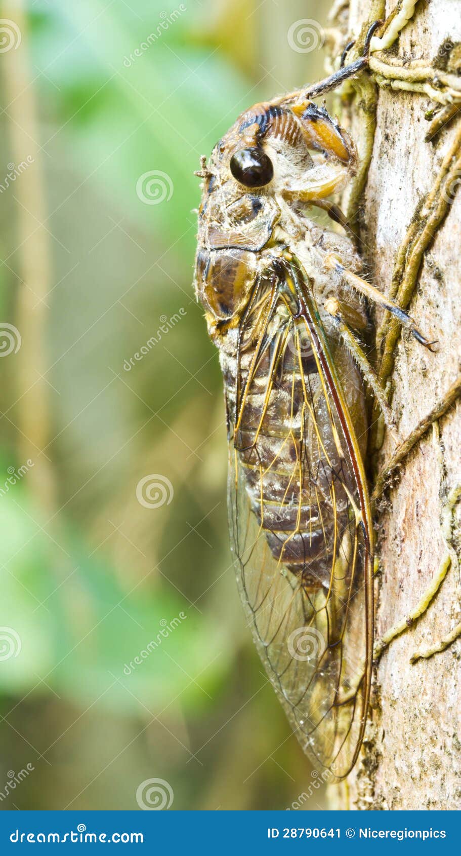 Cicada (order Hemiptera,suborder Auchenorrhyncha). Stock Image - Image ...
