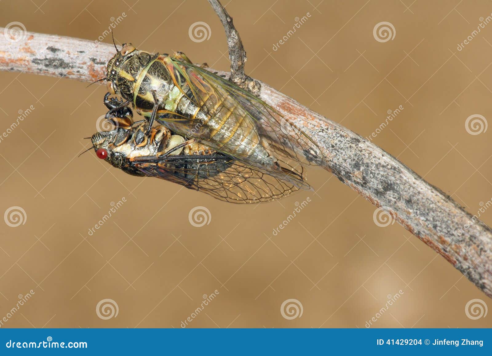 Cicada Mating Royalty-Free Stock Photo | CartoonDealer.com #41429055