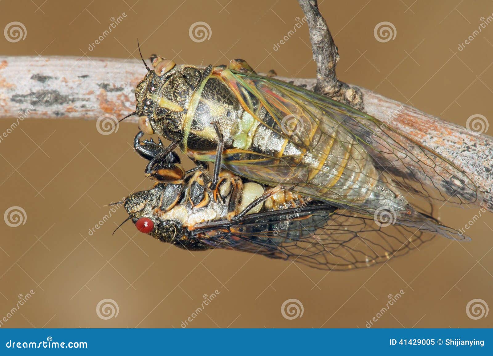 Cicada Mating Royalty-Free Stock Photo | CartoonDealer.com #41429055