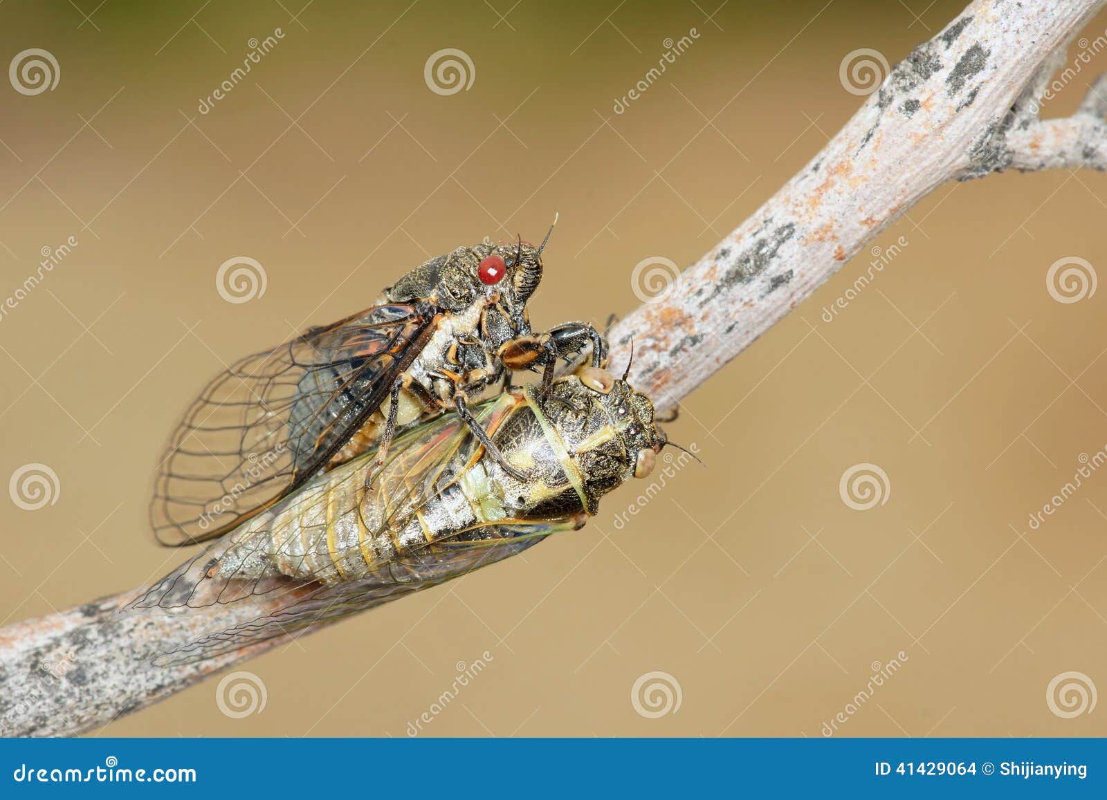 Cicada Mating Royalty-Free Stock Photo | CartoonDealer.com #41429055