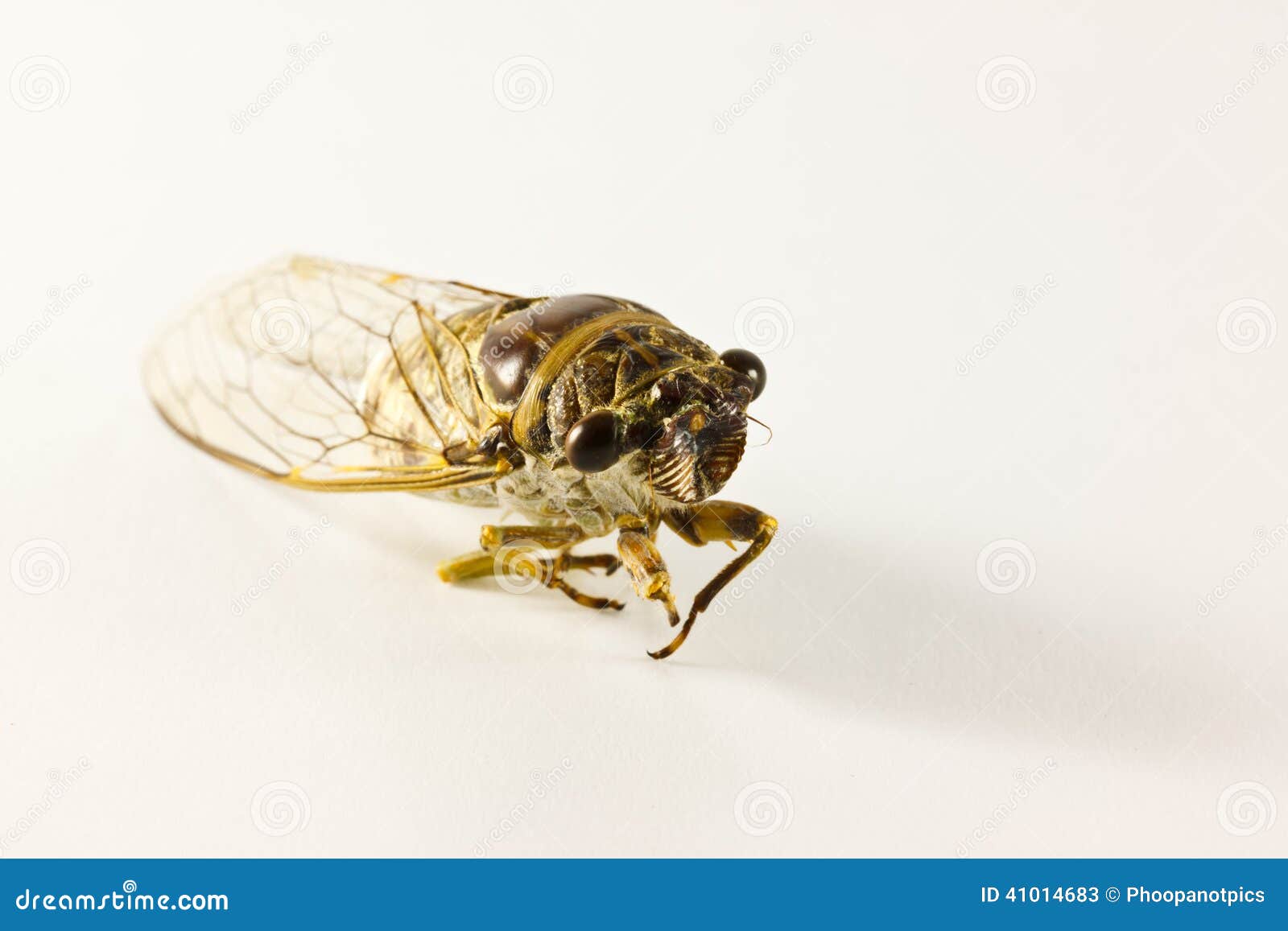 The cicada stock image. Image of little, insect, wildlife - 41014683