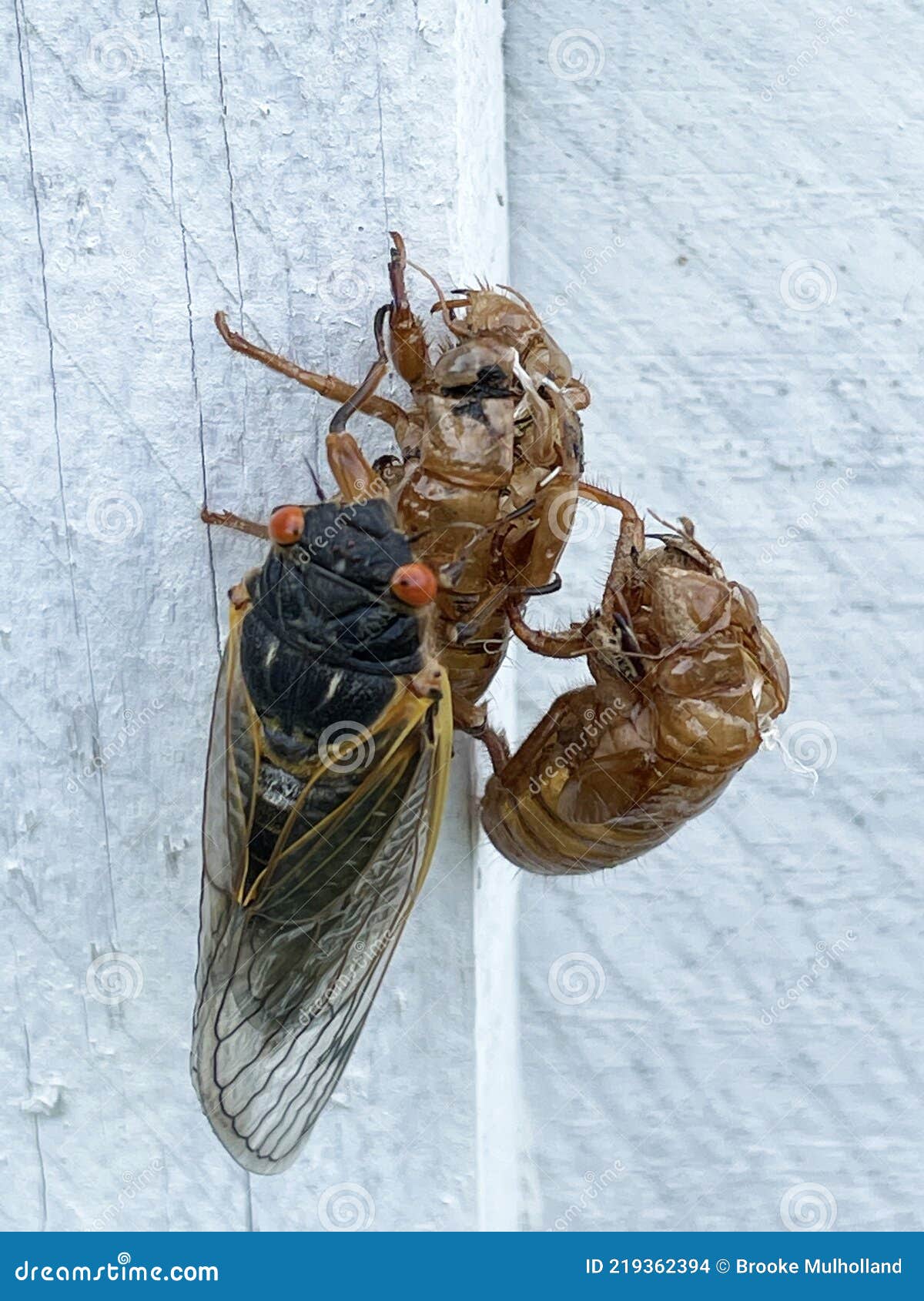 Royalty Free Images, Cartoons, Illustrations And Photos Designed By ...