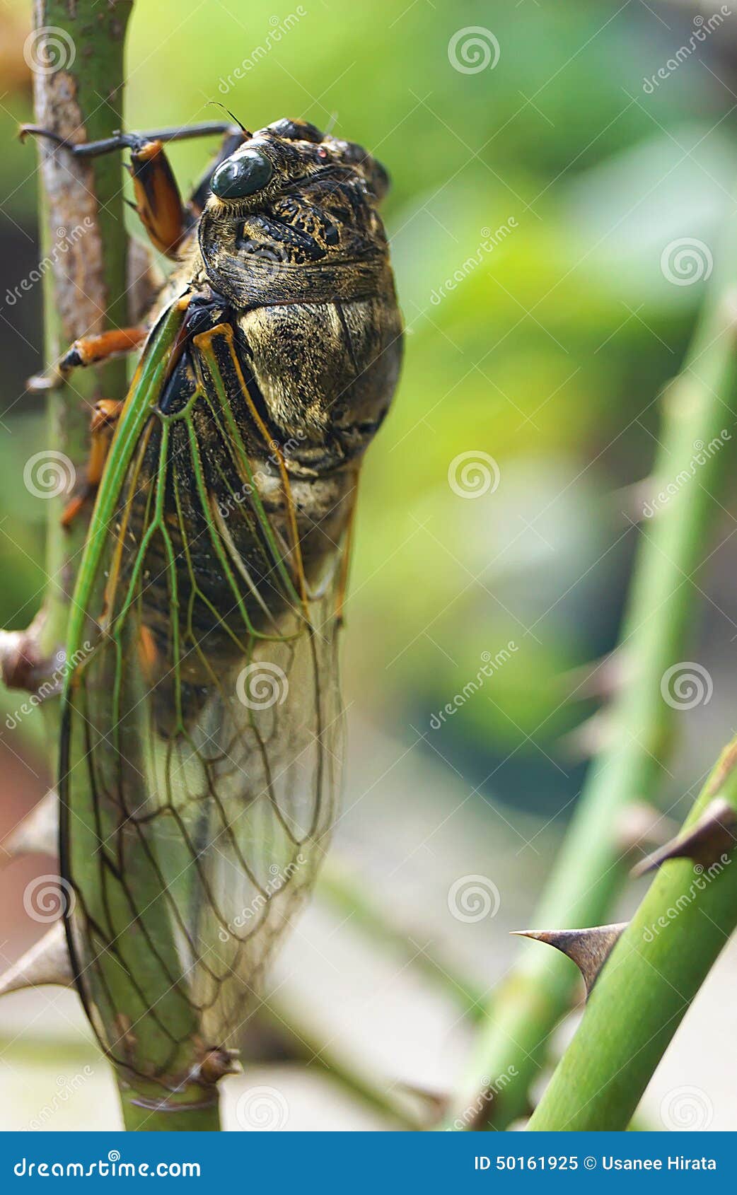 154 Cicada Japanese Stock Photos - Free & Royalty-Free Stock Photos ...