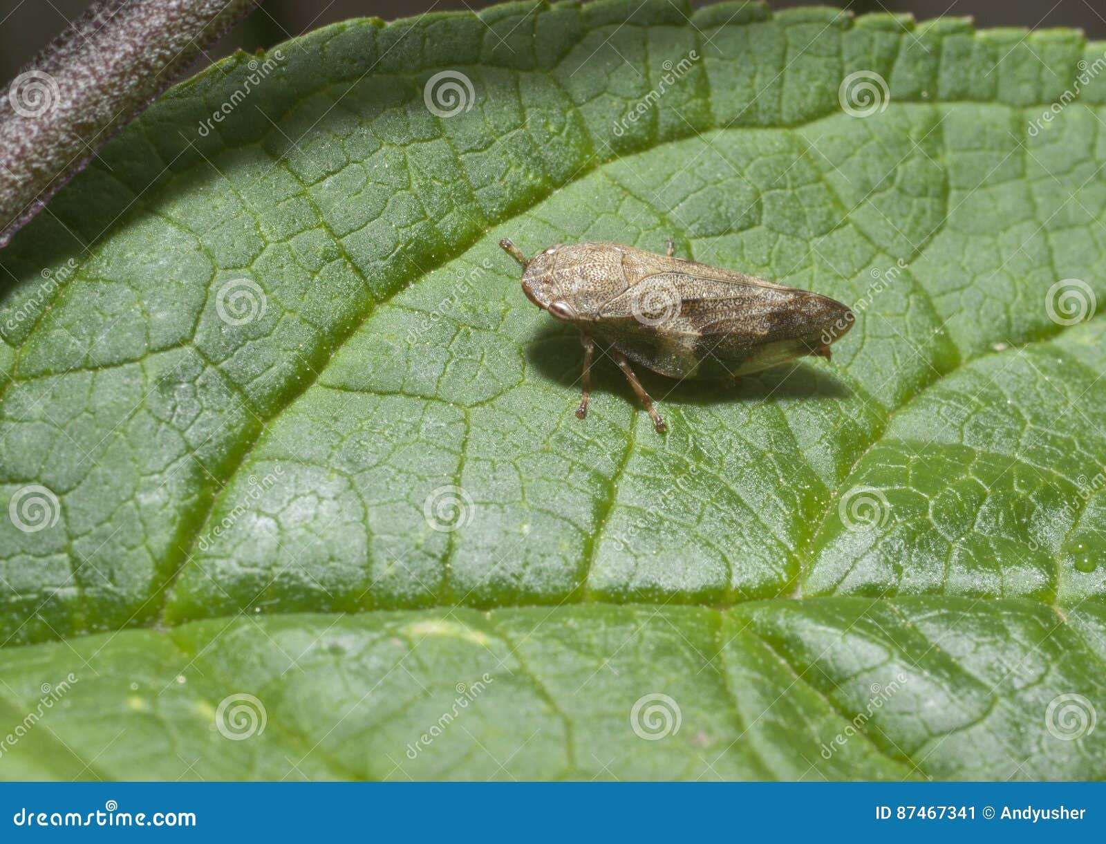 Cicada stock image. Image of flowers, insects, pest, pollination - 87467341