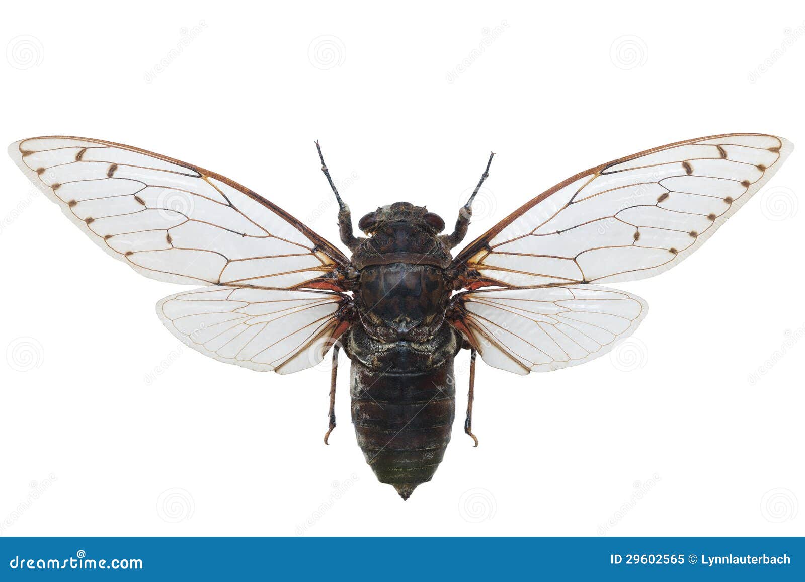 Cicada Pomponia Intermedia Isolated on White Stock Image - Image of ...