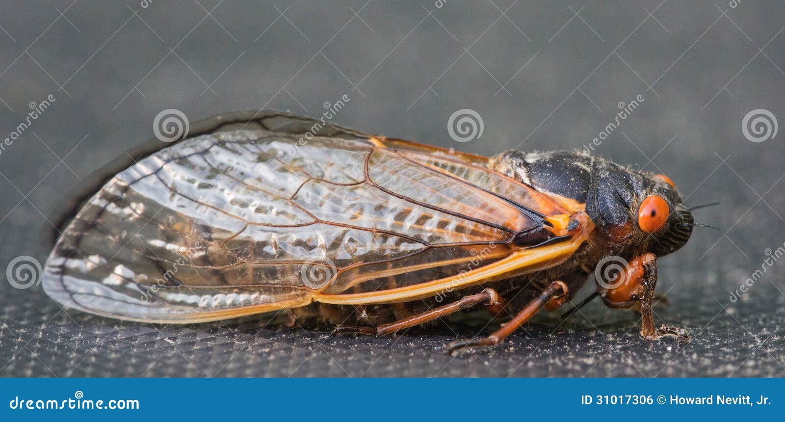 Cicada In Profile Royalty-Free Stock Photo | CartoonDealer.com #98334741