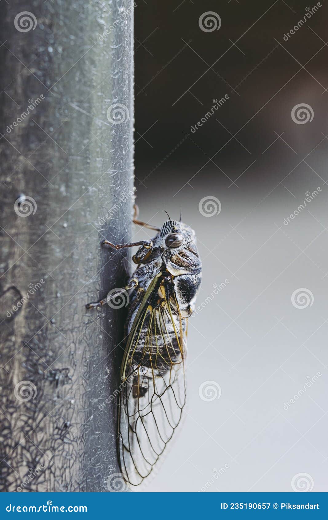 Macro of a Cicada in Provence Stock Image - Image of brown, cicada ...
