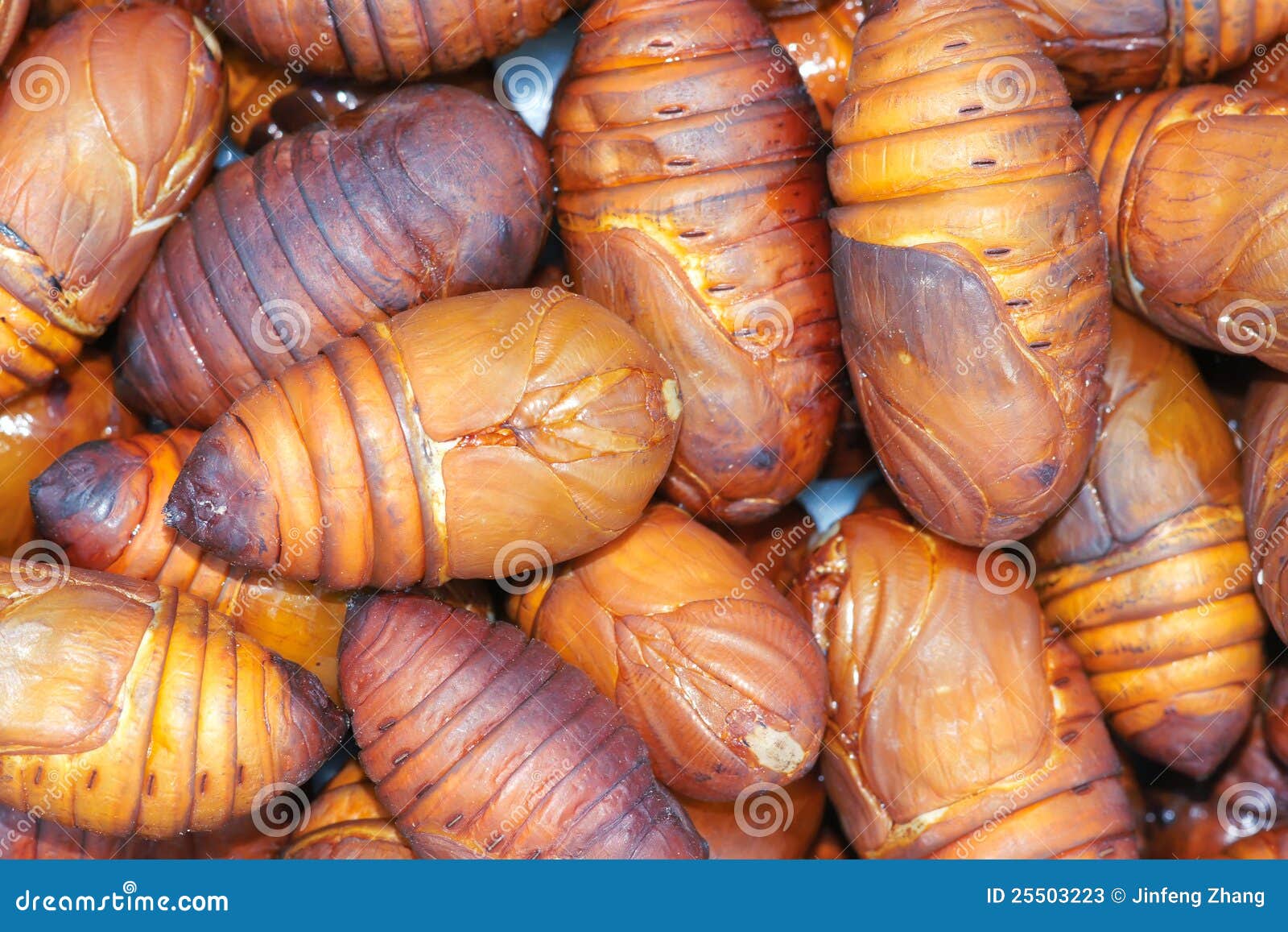 Cicada Pupa Stock Photos - Image: 25503223