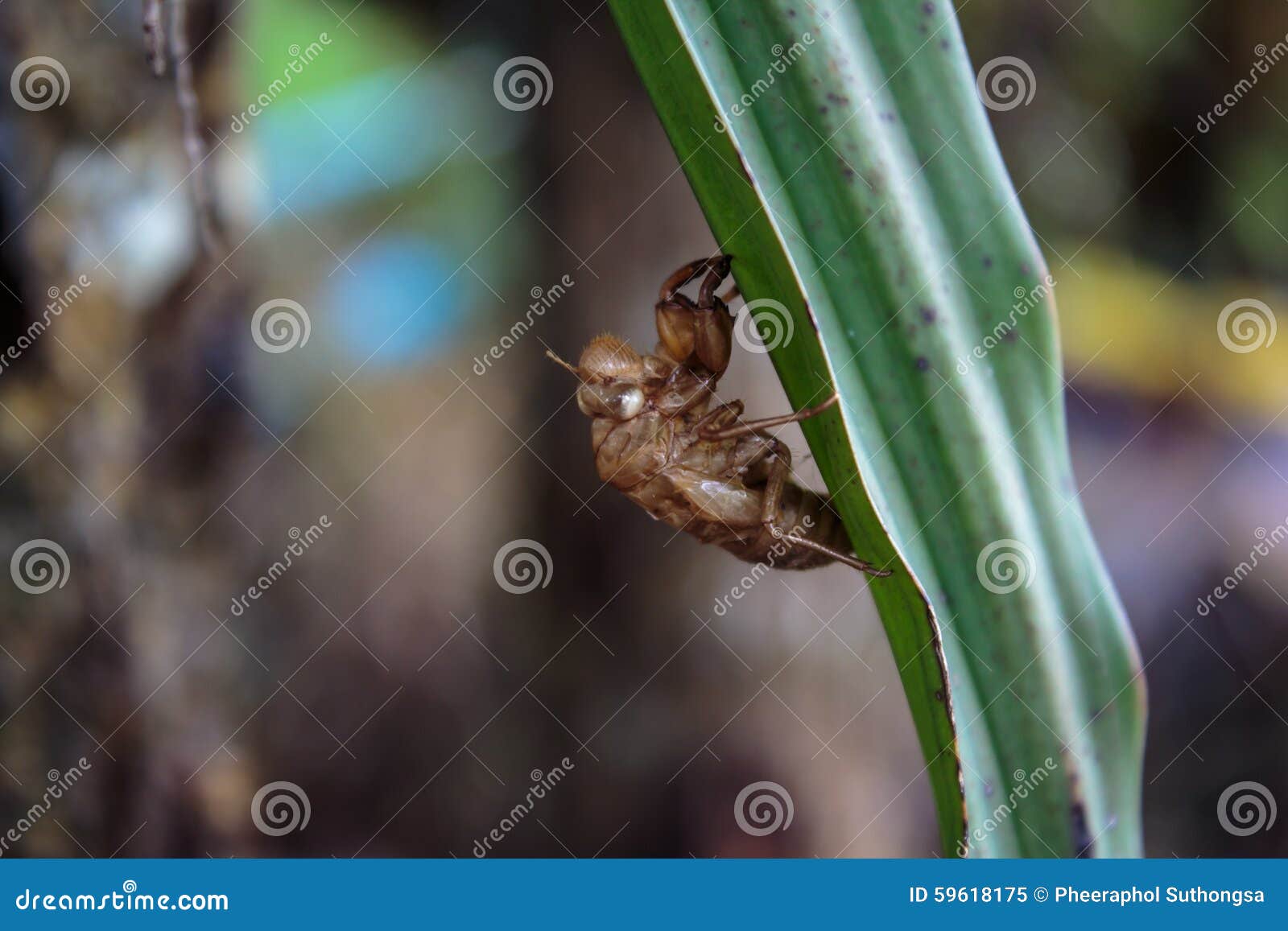 The cicada pupa on tree stock image. Image of insect - 59618175