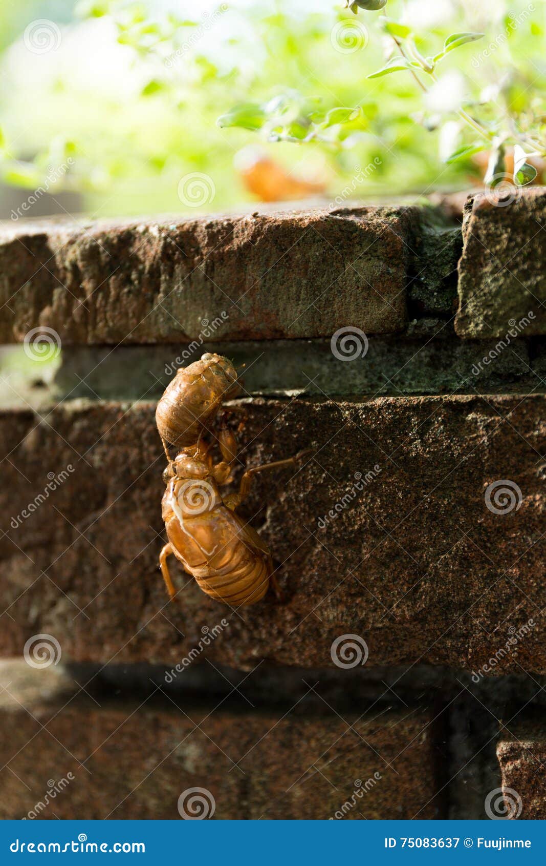 Cicada pupa stock image. Image of tree, insect, green - 75083637