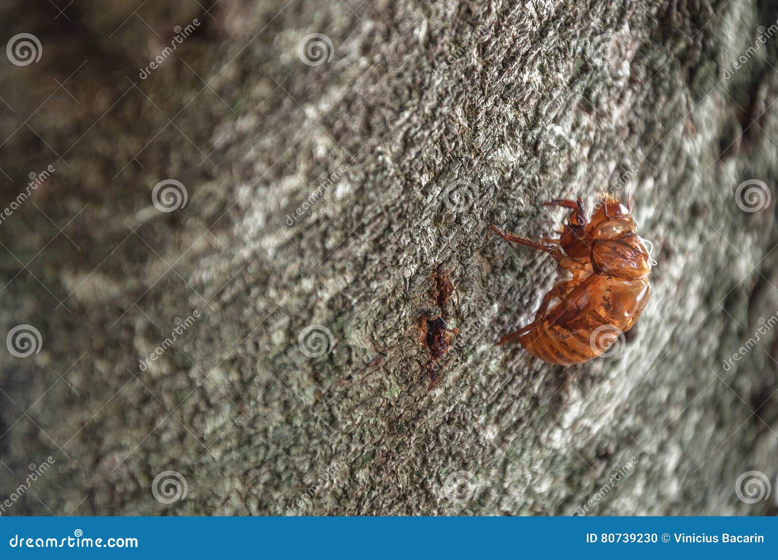 Cicada`s Shell Attached To the Tree Stock Photo - Image of animal ...