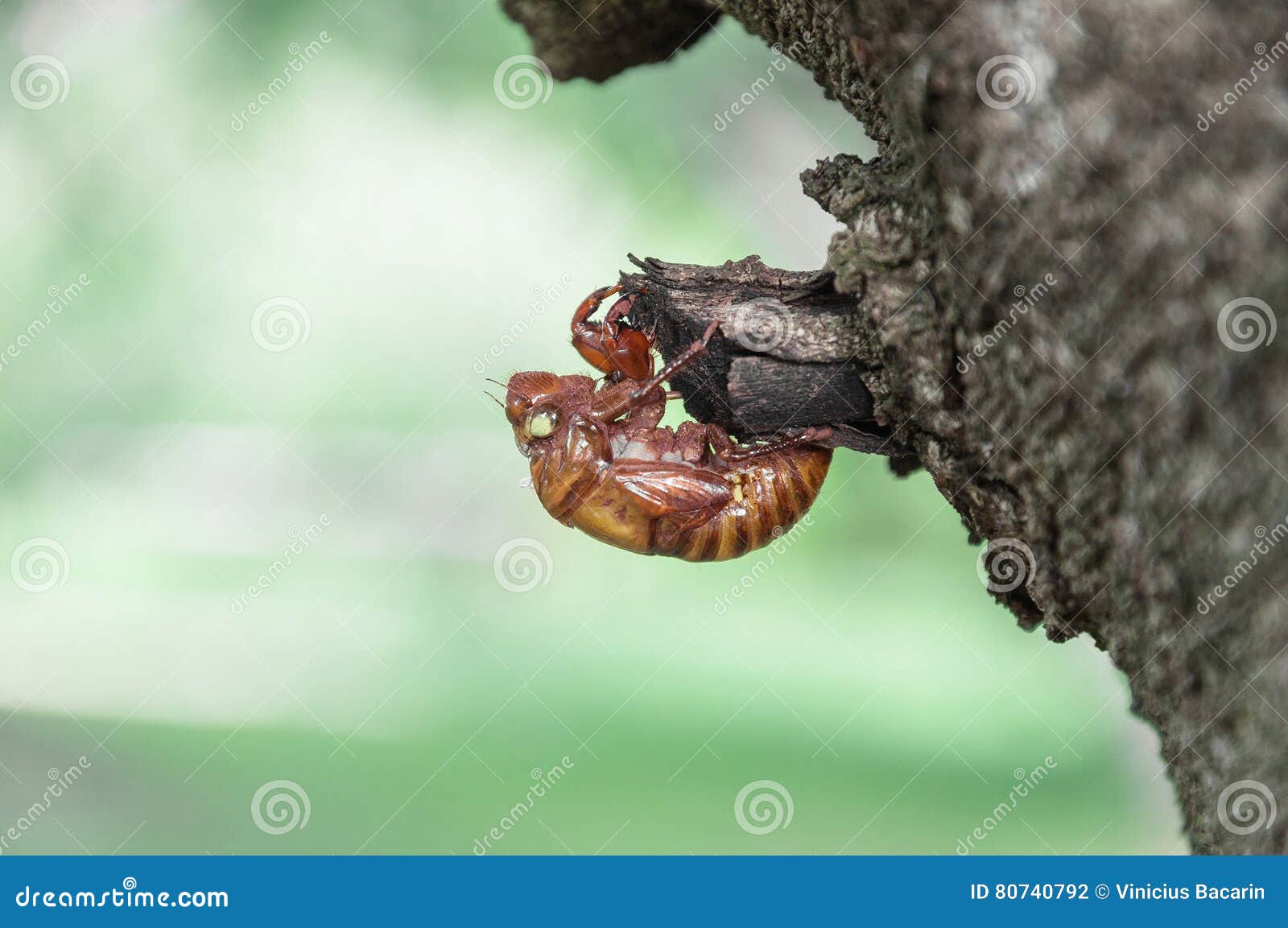 Cicada`s Shell Attached To the Tree Stock Photo - Image of tree, animal ...