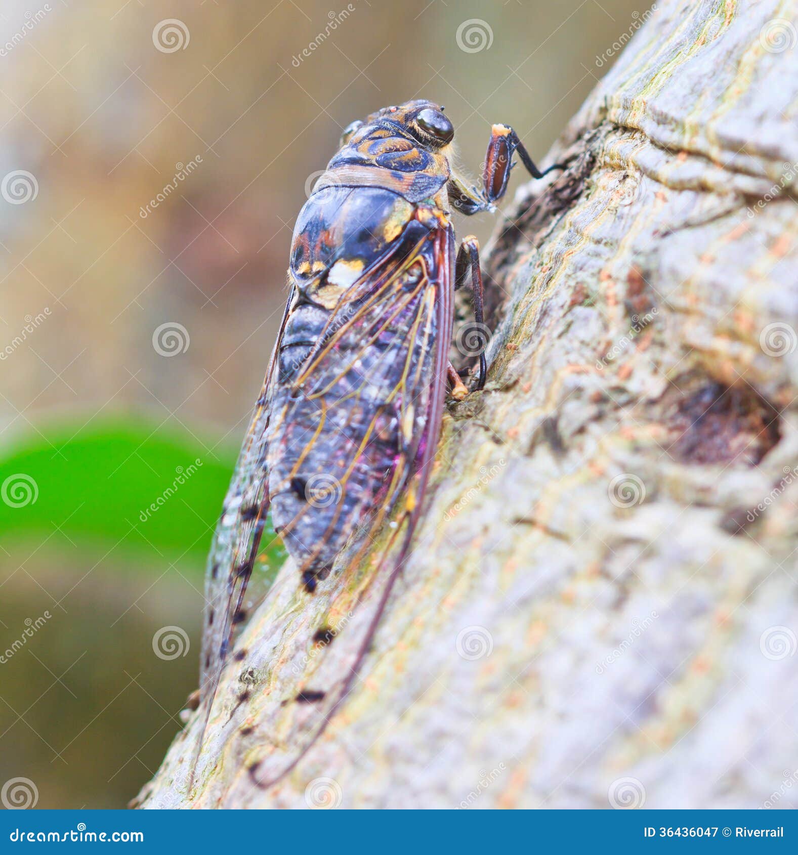 Cicada stock image. Image of cicadomorpha, cycle, fauna - 36436047