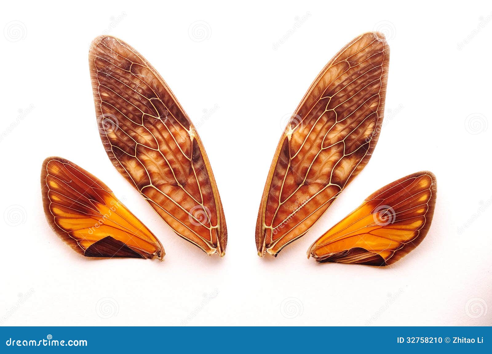 A cicadas wings stock photo. Image of insects, animals - 32758210