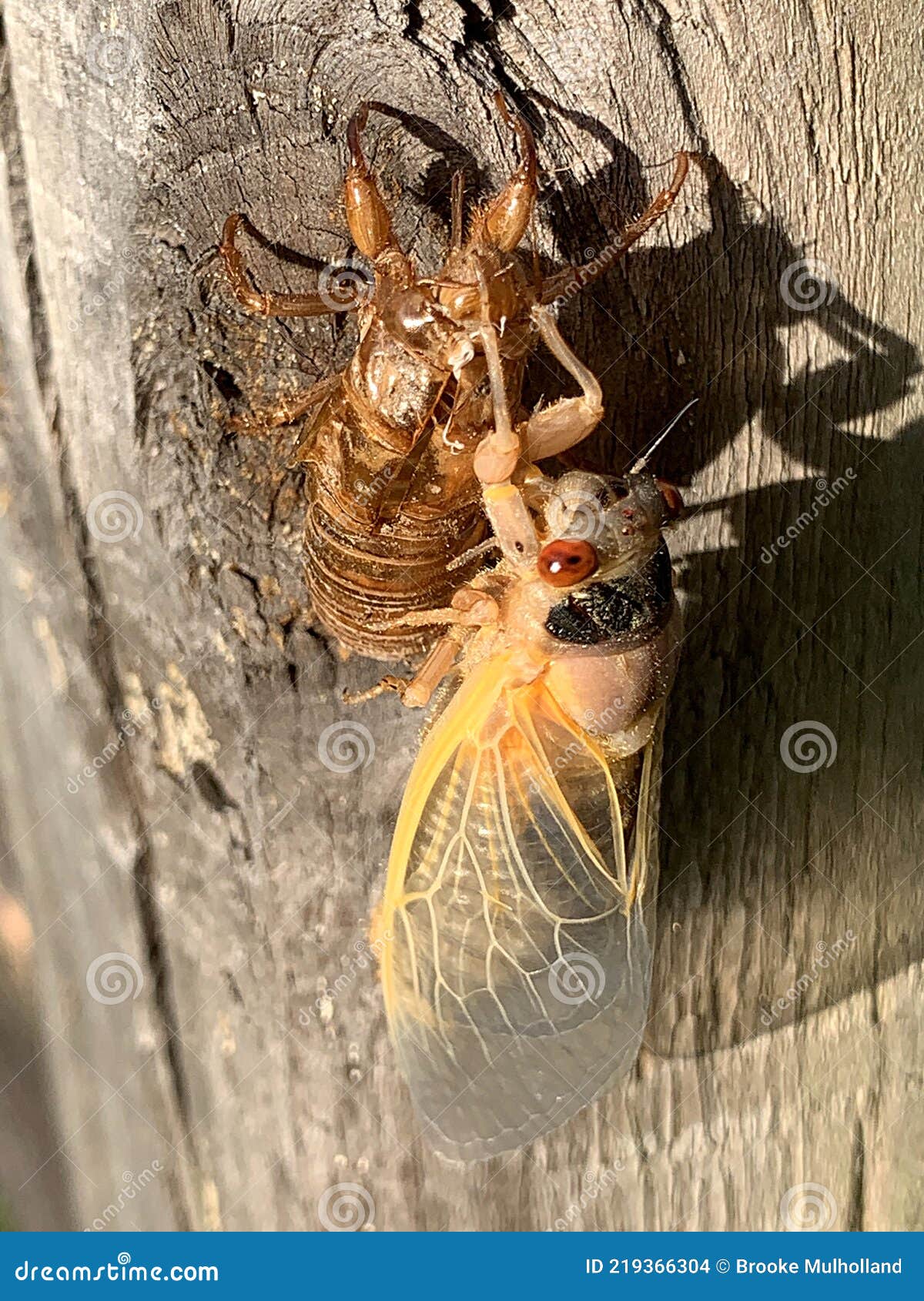Cicada Sees His Shadow stock photo. Image of newly, hello - 219366304
