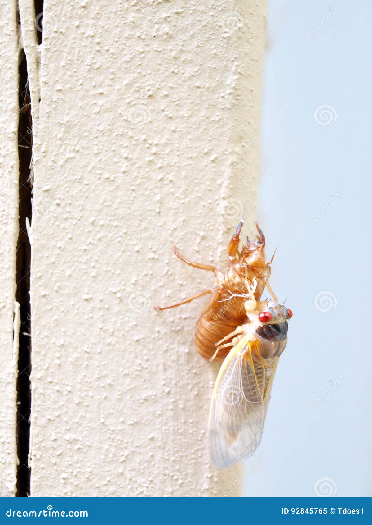 Cicada Seventeen Year - Newly Molted Stock Image - Image of copy, brood ...