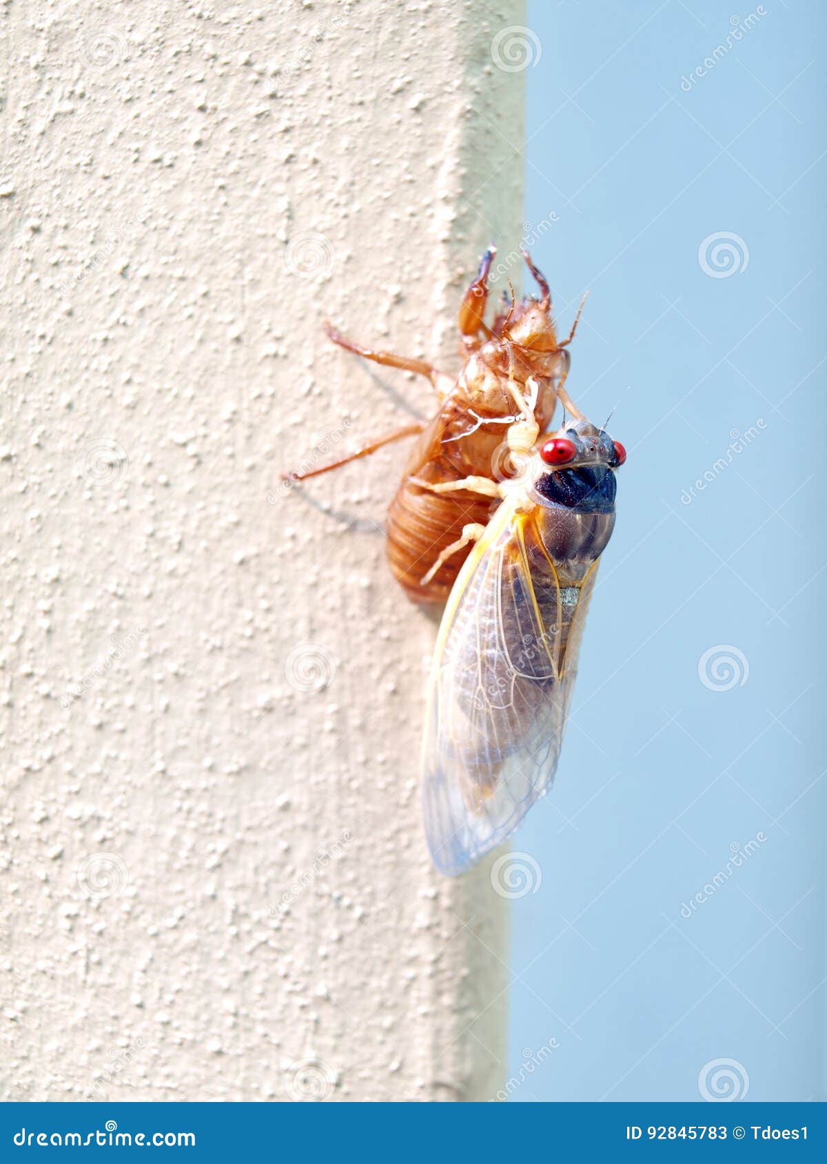 Cicada Seventeen Year - Newly Molted Stock Image - Image of brood ...