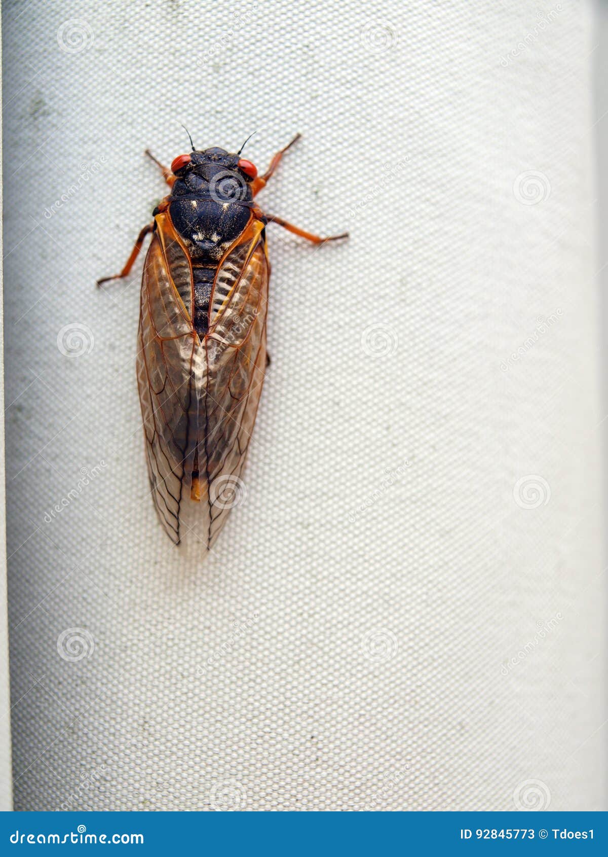 Cicada seventeen year stock image. Image of insect, nature - 92845773