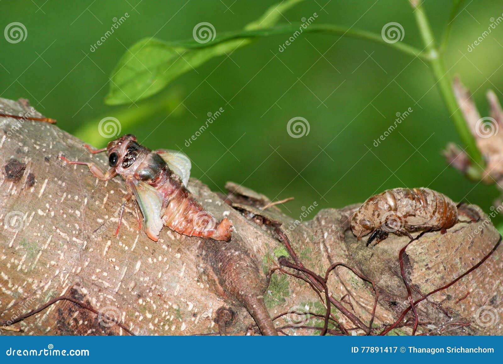 Cicada that Shed Their Skin Out. Stock Image - Image of green, molting ...