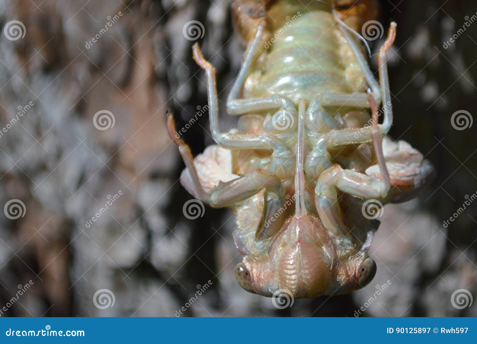 Cicada 2 stock image. Image of cicada, hatch, shell, monster - 90125897