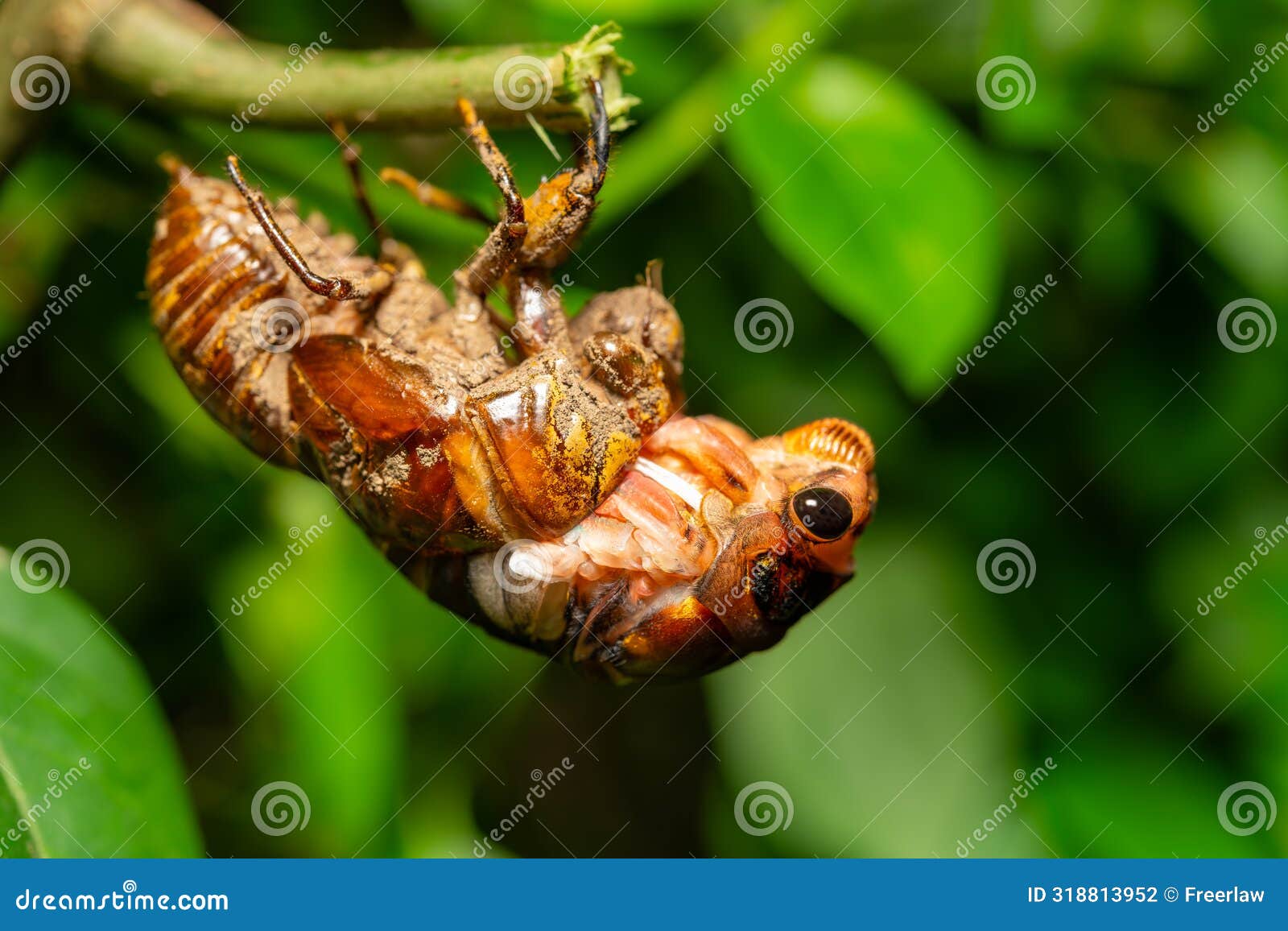 A Cicada in Shedding Its Shell and Feathering Horizontal Composition ...
