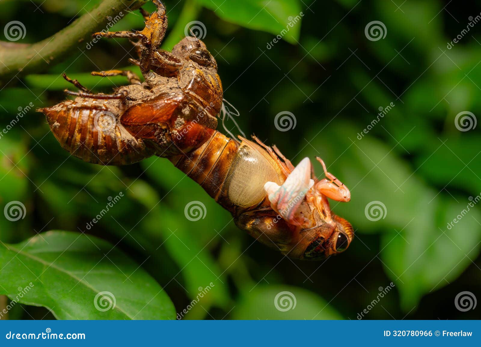 A Cicada in Shedding Its Shell and Feathering Horizontal Composition ...