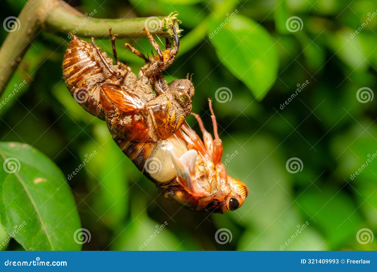 Cicada in Shedding Its Shell and Feathering at Horizontal Composition ...