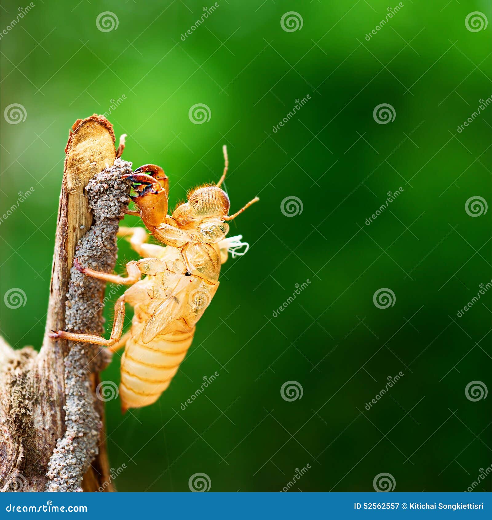 Cicada shedding its shell stock image. Image of abdomen - 52562557