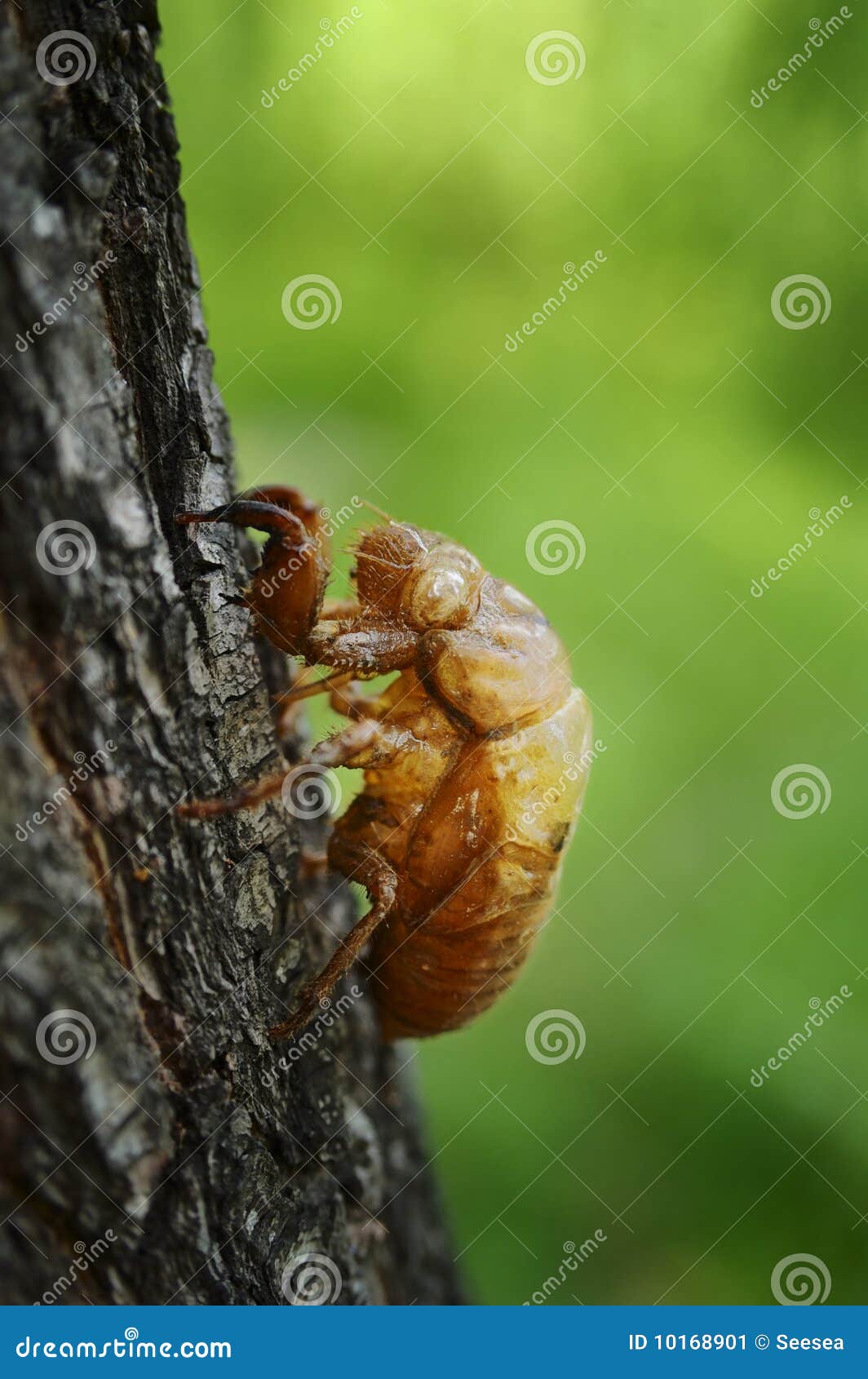 Cicada shell stock image. Image of molting, summer, life - 10168901