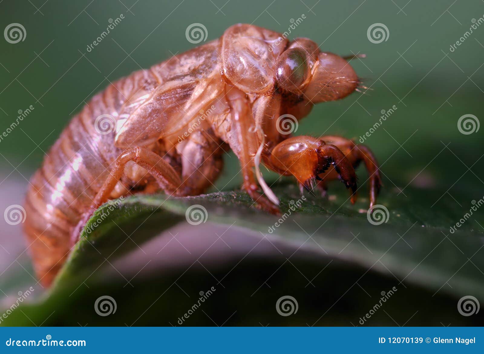 Cicada shell stock image. Image of brown, macro, leaf - 12070139