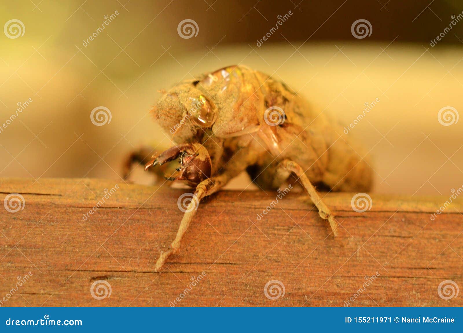 Cicada Shell or Exuvia Clings To Wood Stock Image - Image of clinging ...