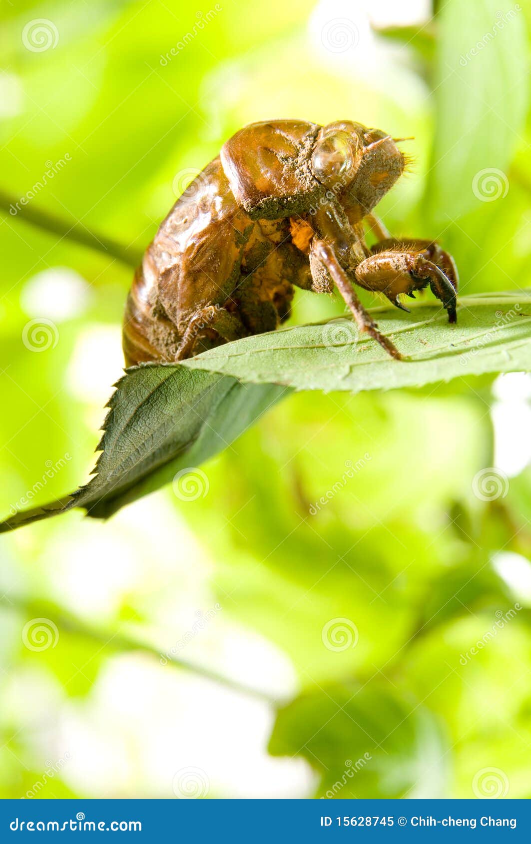 Cicada shell stock image. Image of green, transform, nature - 15628745