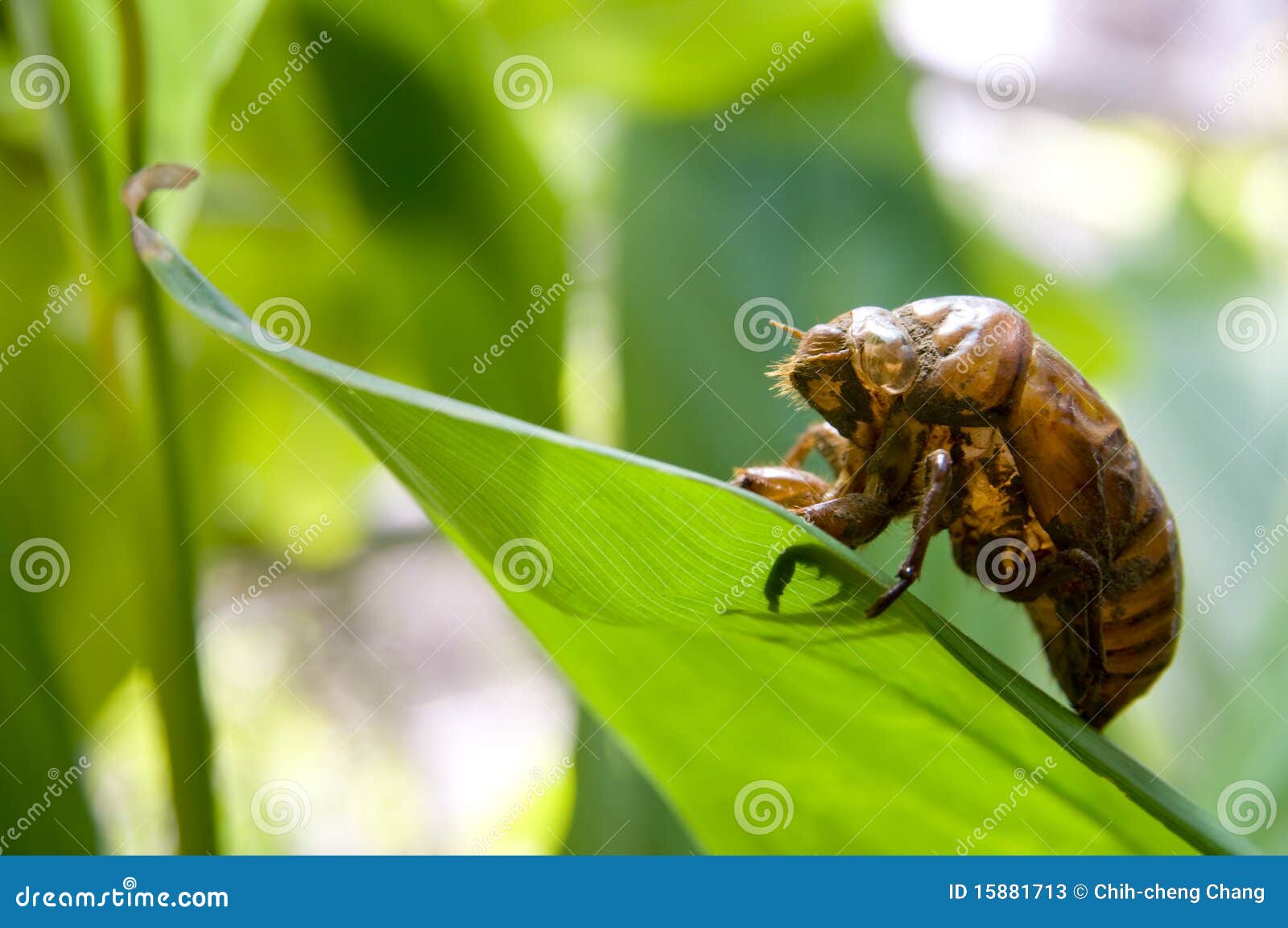 Cicada shell stock image. Image of earth, sunshine, cicada - 15881713
