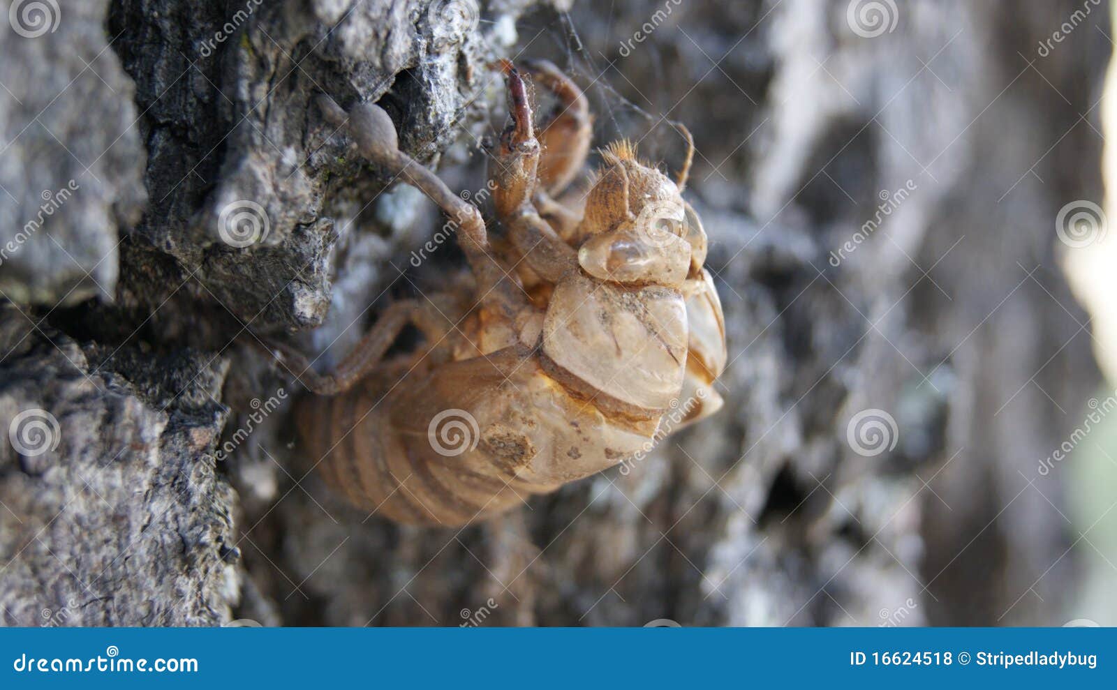 Cicada Shell stock photo. Image of life, transformation - 16624518