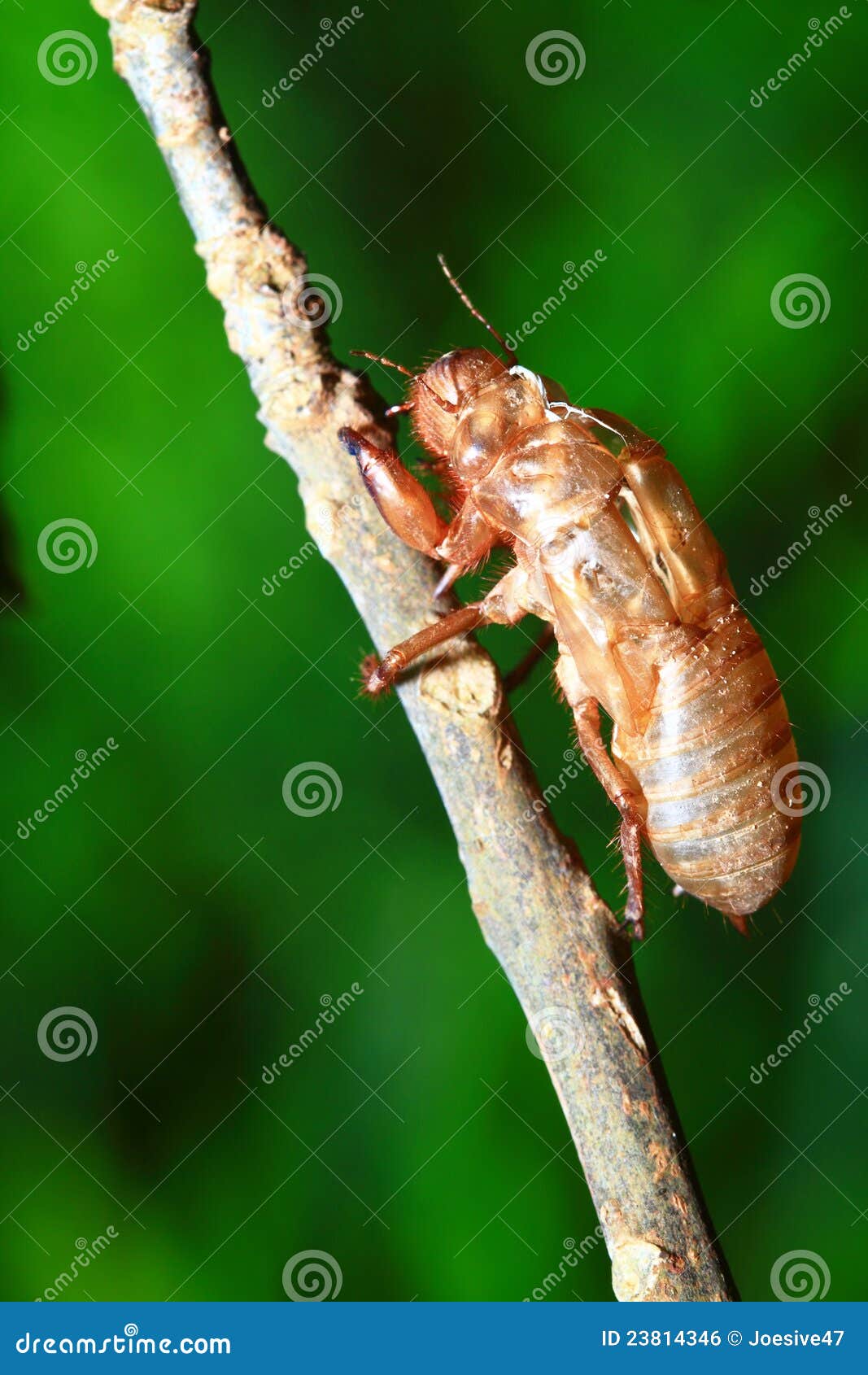 Cicada shell stock photo. Image of brown, insect, animal - 23814346