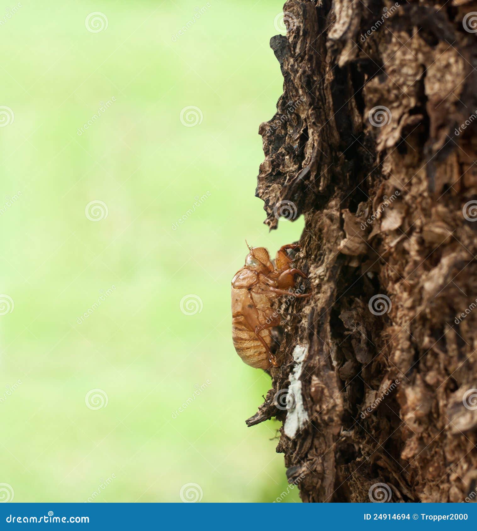 Cicada shell . stock photo. Image of larva, outdoor, wild - 24914694