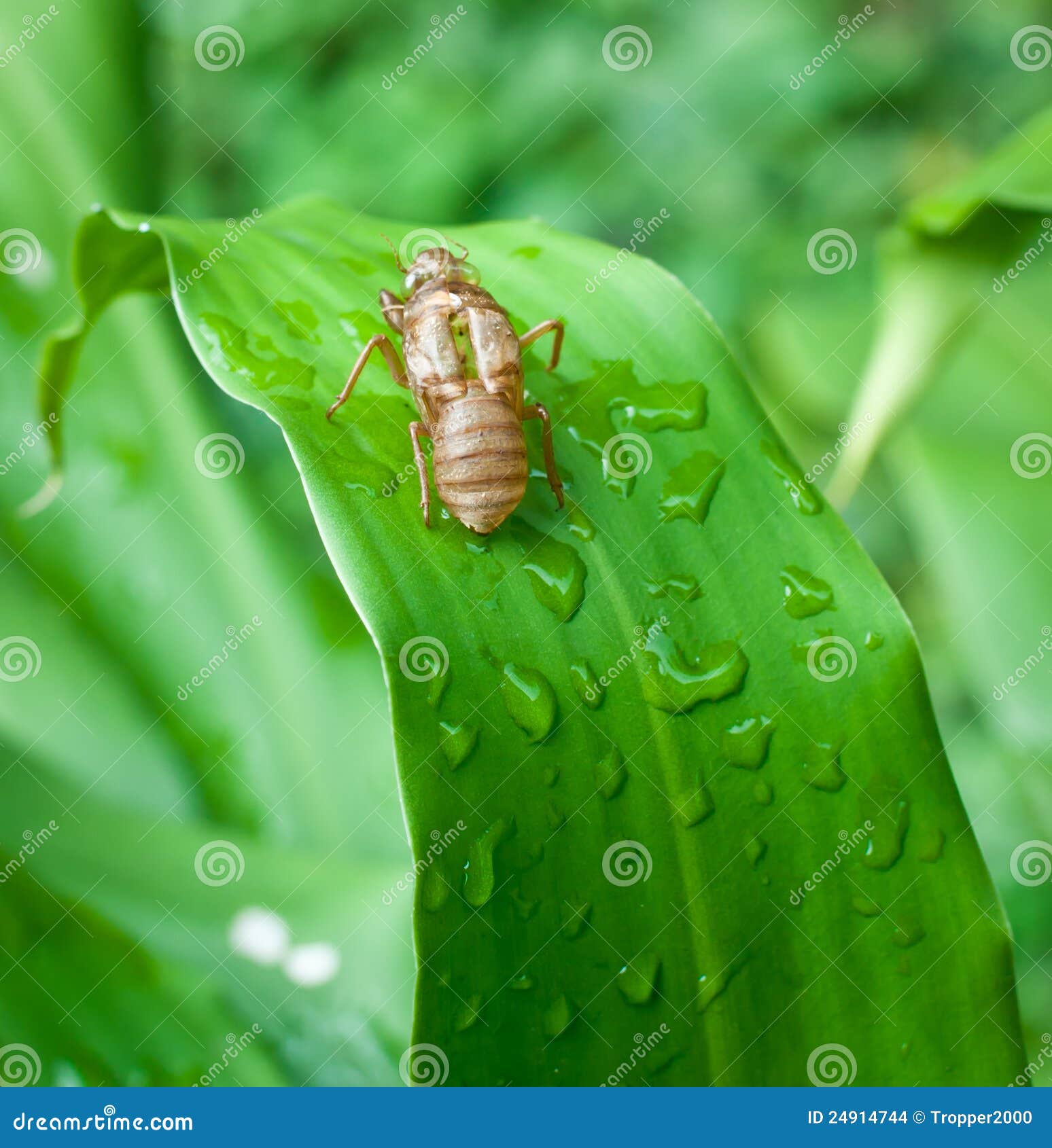 Cicada shell . stock photo. Image of nature, life, outdoor - 24914744