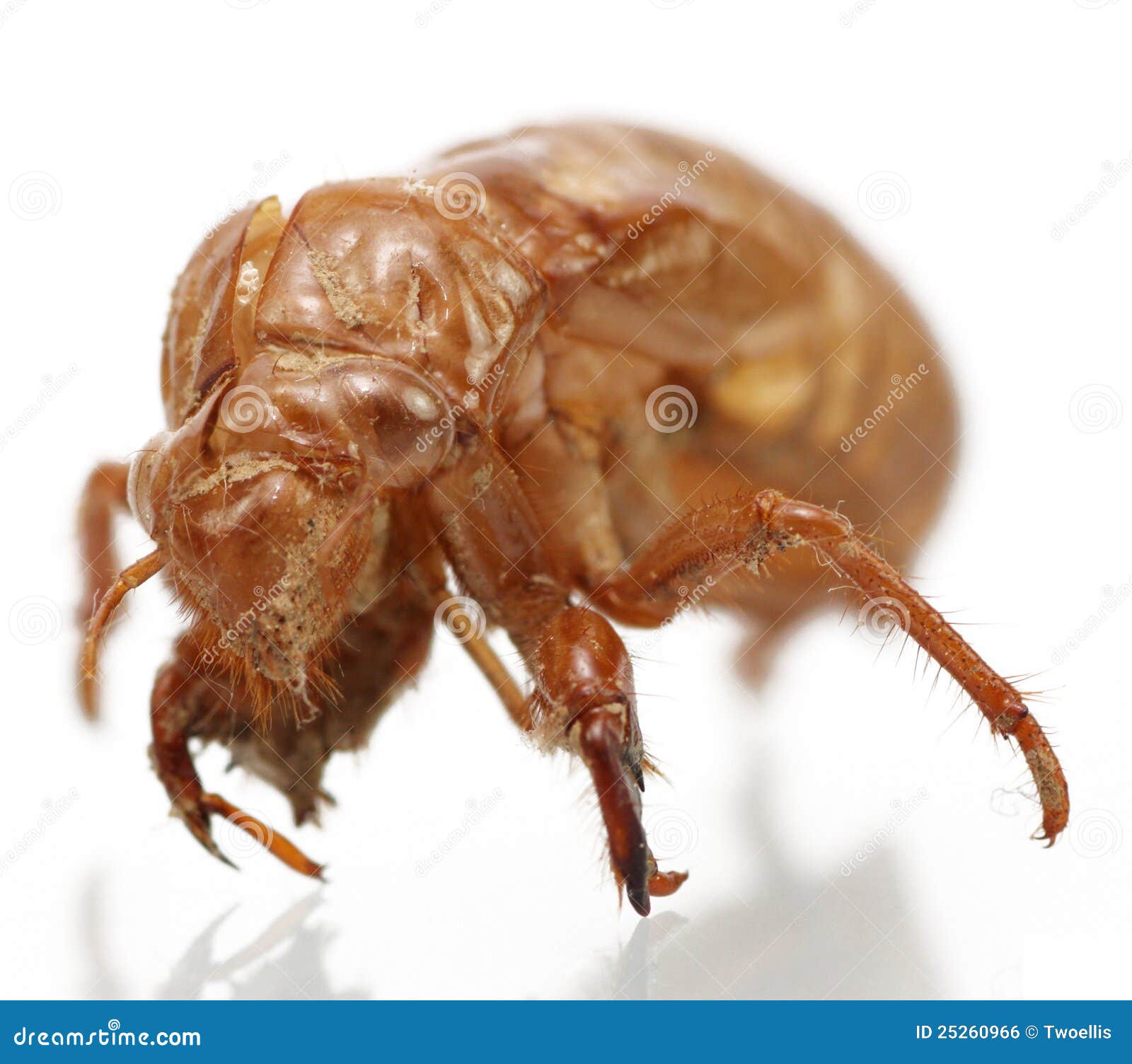 Cicada Shell stock photo. Image of white, closeup, macro - 25260966